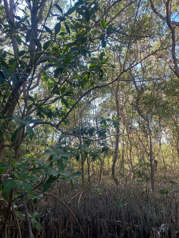 Rio Lagartos Expedition: boat journey through the mangrove - The Value Proposition