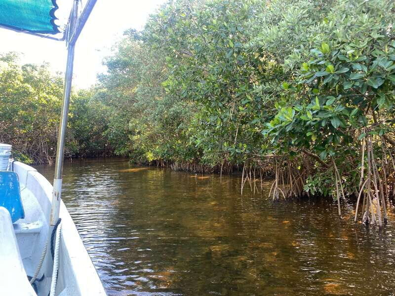 Rio Lagartos Expedition: boat journey through the mangrove - The Sum Up: Who Will Love This Tour?