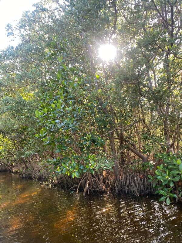 Rio Lagartos Expedition: boat journey through the mangrove - FAQ