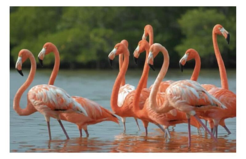 Río Lagartos: Flamingo-watching excursion and boat tour - A Charming Introduction to Rio Lagartos’ Natural World