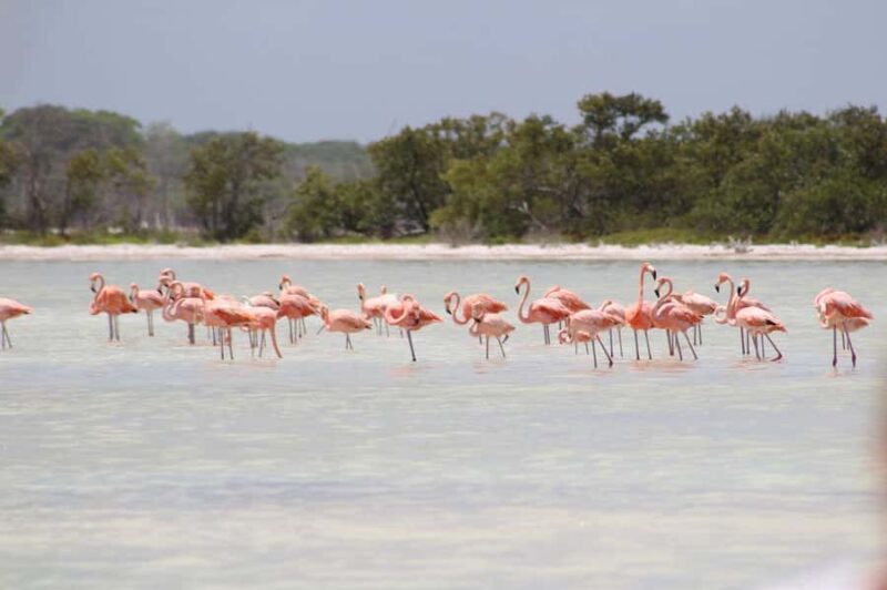 Río Lagartos: Flamingo-watching excursion and boat tour - Who Would Love This Tour?