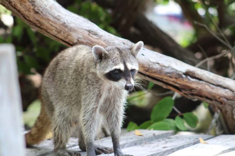 Río Lagartos: Flamingo-watching excursion and boat tour - FAQ