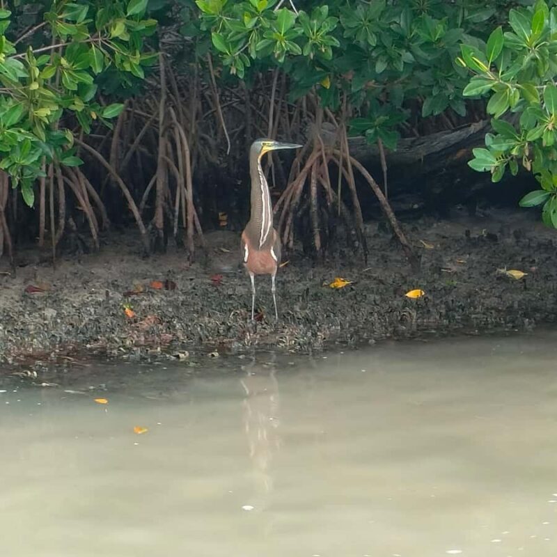 Río Lagartos & Las Coloradas Boat Tour: Flamingos, Mangroves - FAQ