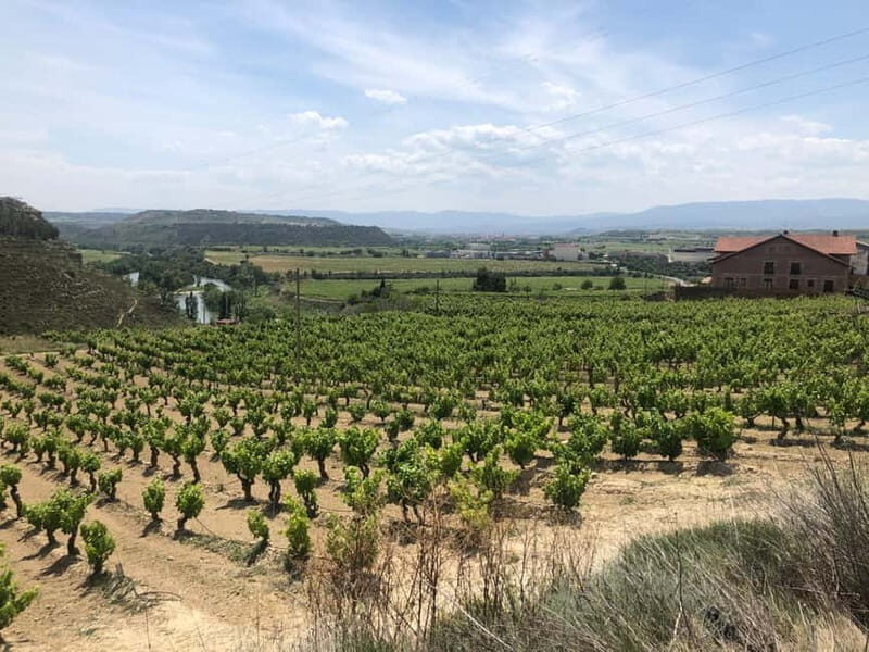 Rioja Day Tour: Explore Three Wineries with Tastings - Key Points
