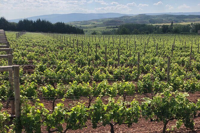 Rioja Day Tour: Explore Three Wineries with Tastings - An In-Depth Look at the Rioja Day Tour