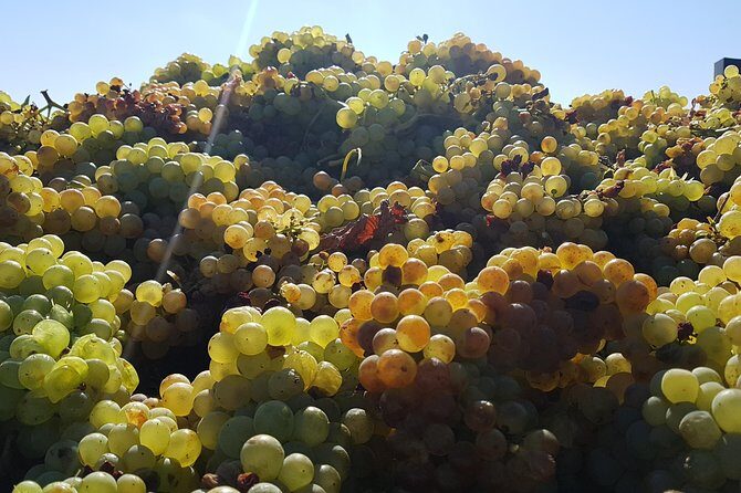 Rioja Full Experience Tour from San Sebastian with Lunch - Duration and Group Size