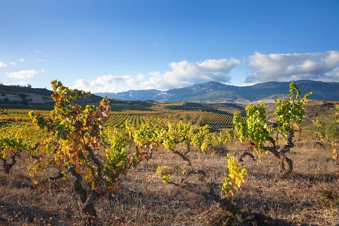 Rioja Wine Tour: Winery & Traditional Lunch From Pamplona - Real Experiences from Other Travelers