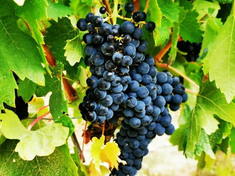 Rioja: Wine Tour with a Local Expert with Tastings - Practical Tips for Travelers