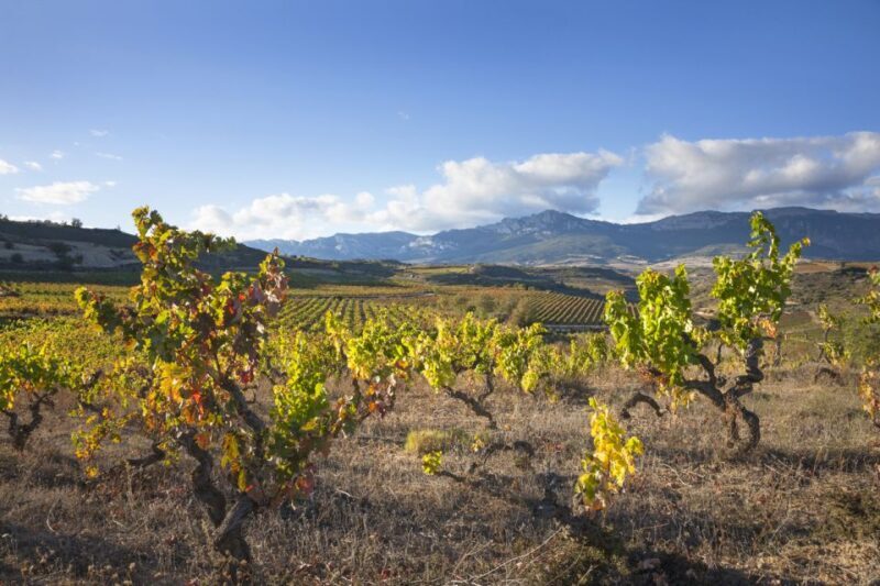 Rioja Winery & Traditional Lunch From Pamplona or Logroño - FAQs