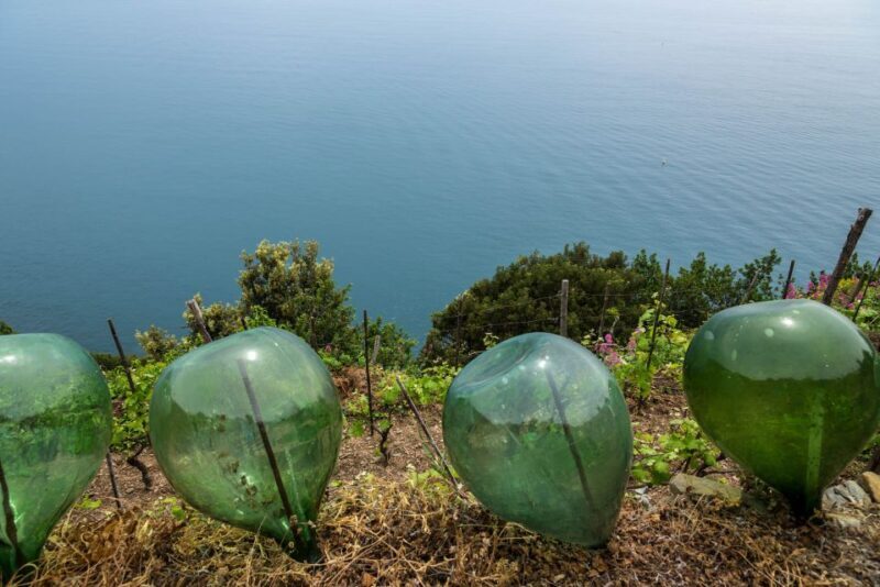 Riomaggiore: Vineyard & Wine Cellar Tour with Wine Tasting - Practical Considerations