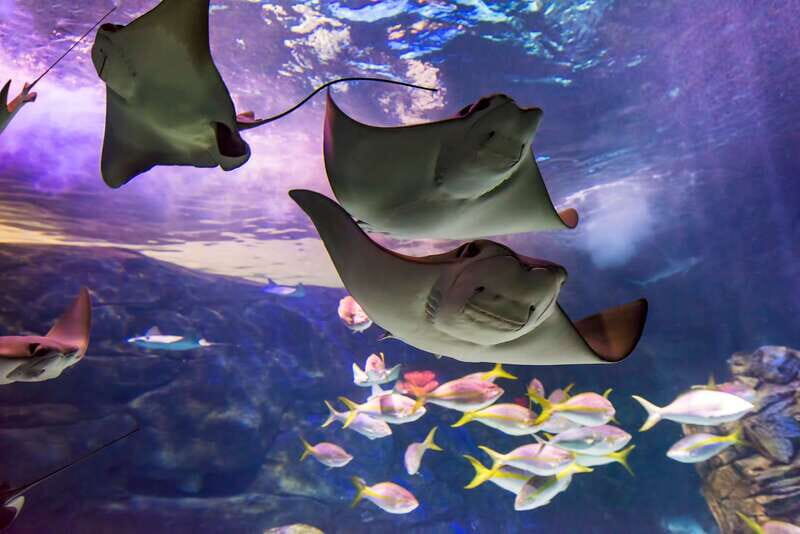 Ripley's Aquarium: Sharks After Dark Entry (After 5PM) - Ripleys Aquarium: Sharks After Dark Entry (After 5PM) — A Deep Dive into Toronto’s Nighttime Underwater World