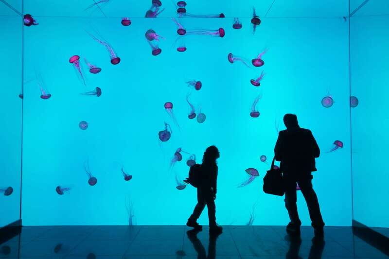Ripley's Aquarium: Sharks After Dark Entry (After 5PM) - An Evening at Ripley’s Aquarium: What to Expect