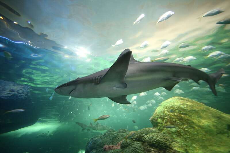 Ripley's Aquarium: Sharks After Dark Entry (After 5PM) - From Entry to Exit: How the Experience Flows