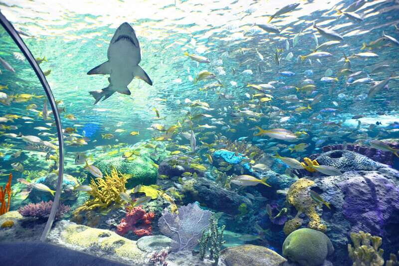 Ripley's Aquarium: Sharks After Dark Entry (After 5PM) - Authentic Feedback & Real Experiences