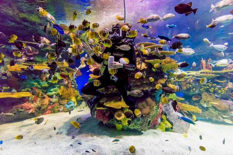 Ripley's Aquarium: Sharks After Dark Entry (After 5PM) - FAQs