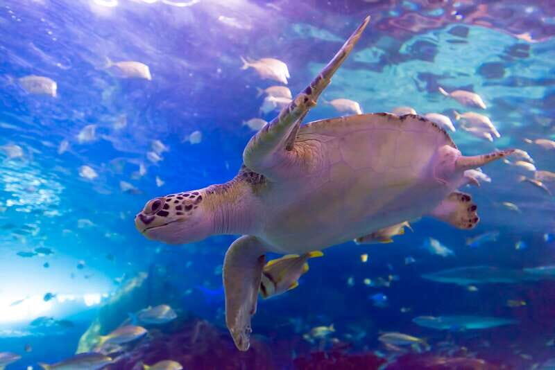 Ripley's Aquarium: Sharks After Dark Entry (After 5PM) - Final Thoughts