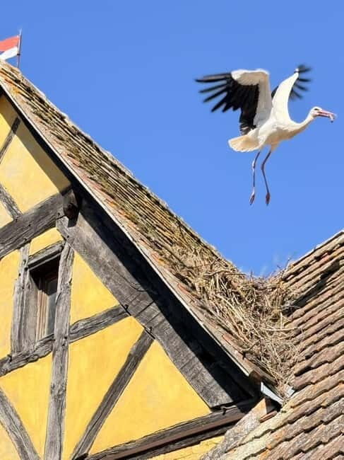 Riquewihr: the pearl of the vineyards with a local guide and tastings - An Authentic Look at Riquewihrs Medieval and Vine-Centric Past