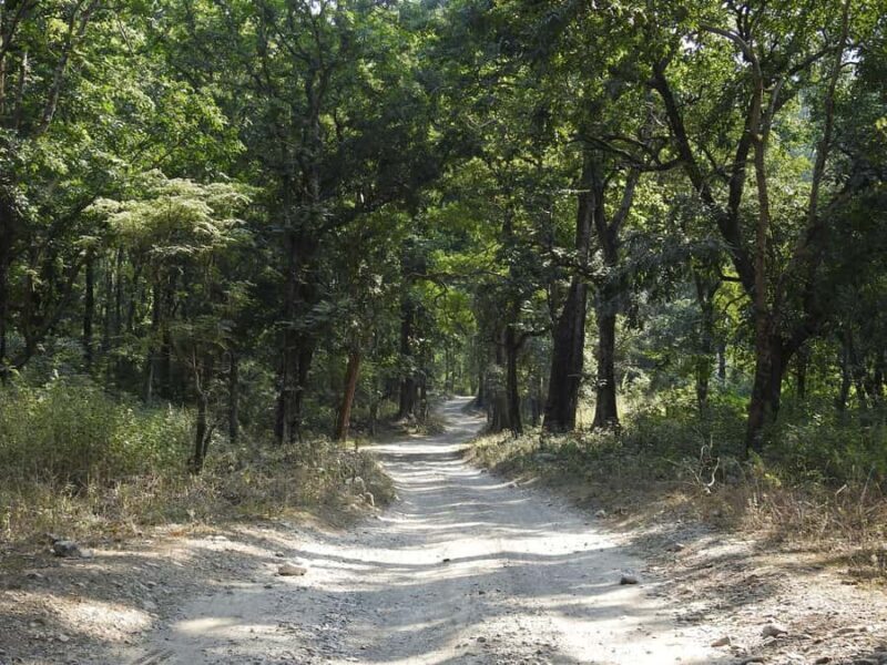 Rishikesh: Gohri Range Hike, Temple Visit, & Transfer - The Itinerary in Detail