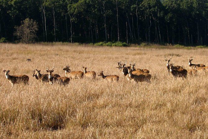 Rishikesh: Open Jeep Safari in Chilla Range, Rajaji National Park - Who Will Love This Safari