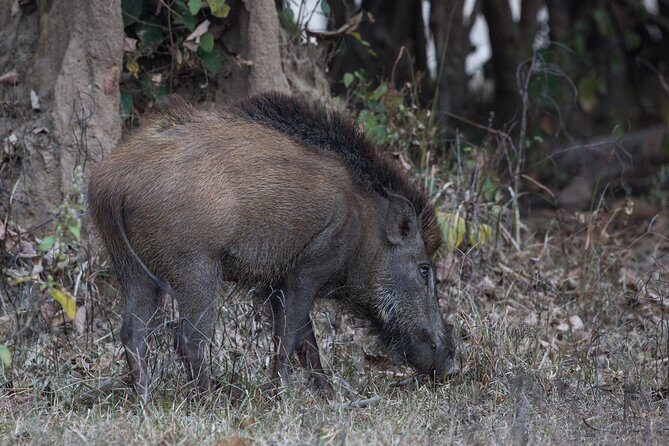 Rishikesh: Open Jeep Safari in Chilla Range, Rajaji National Park - FAQs