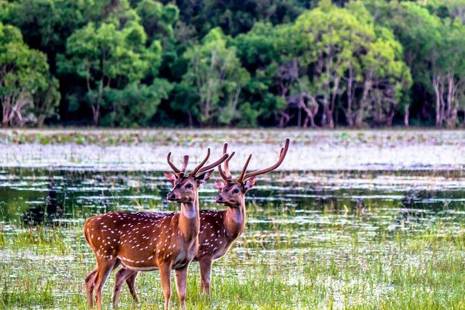 Ritigala Strict Natural Reserve & Minneriya National Park Safari Day Excursion - Rethinking the Itinerary in Detail
