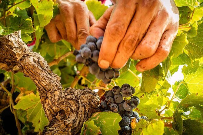 Rivaltes  Secrets of the Terroir and Tasting of Unique Wines! - Key Points