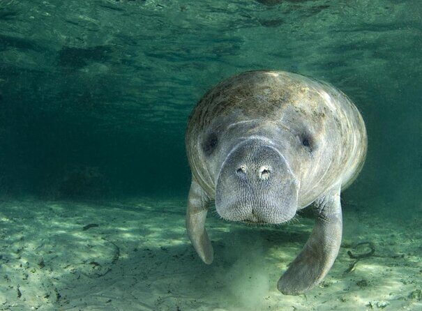 River Cruise Tour with Manatee Viewing - A Close-Up Look at the River Cruise with Manatee Viewing in Crystal River