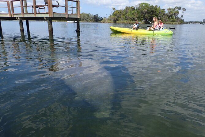 River Cruise Tour with Manatee Viewing - The Sum Up: The Perfect Choice for Wildlife and Bird Enthusiasts