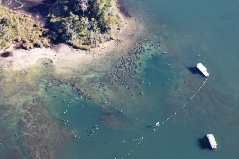River Cruise with Manatee Viewing - An In-Depth Look at the Experience