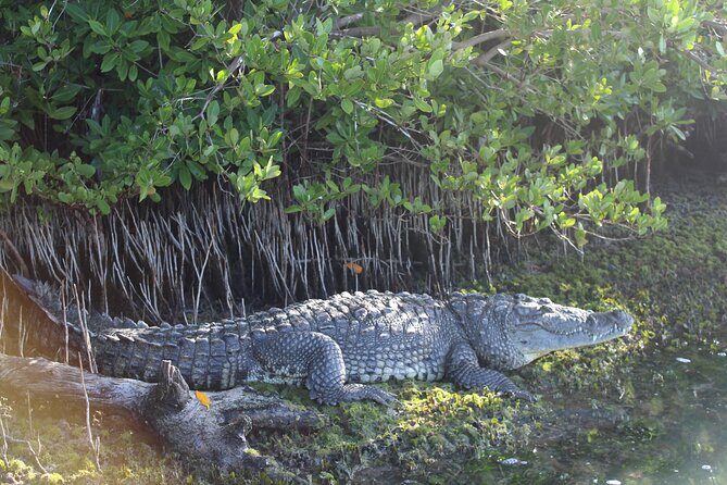 River Lizards Boat Tour for Flora and Fauna Observation - River Lizards Boat Tour for Flora and Fauna Observation: A Practical Guide for Nature Enthusiasts