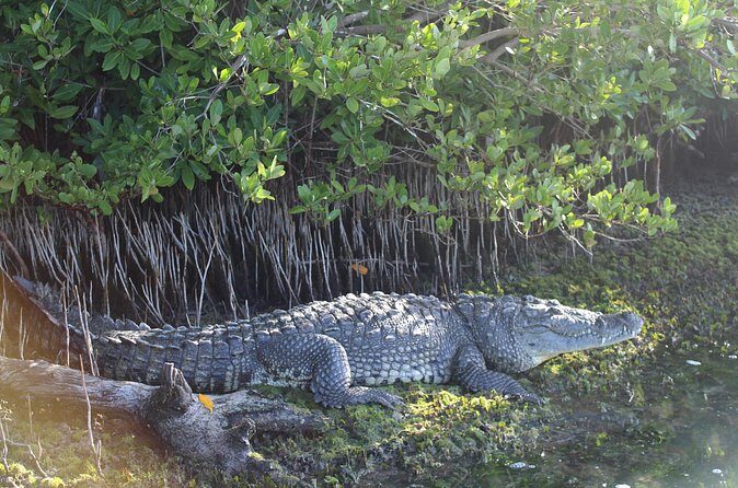 River Lizards Boat Tour for Flora and Fauna Observation - FAQ