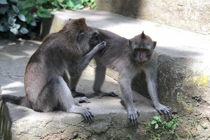 River Rafting Down the Ayung and Sacred Monkey Forest - Who Would Love This Tour?