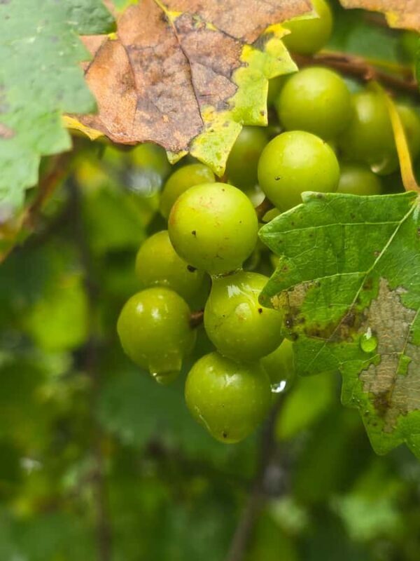 River Road African American Museum Entry Ticket - Why This Visit Matters (And How to Make the Most of It)