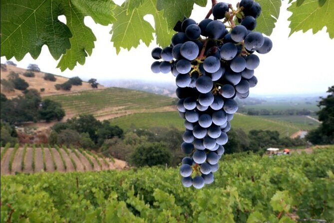 River to Rosé Inflatable Kayak and Wine Tasting Tour - FAQ