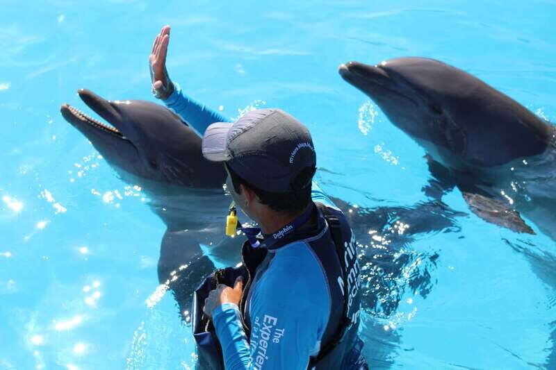 Riviera Maya: Dolphin Encounter with Beach Club Access - Who Should Consider This Tour?