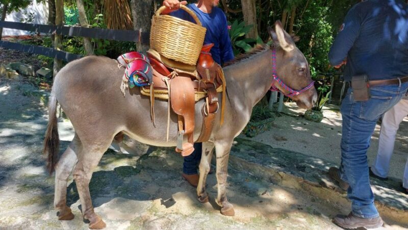 Riviera Maya: Horseback Riding at Rancho Bonanza - Who Should Consider This Tour?