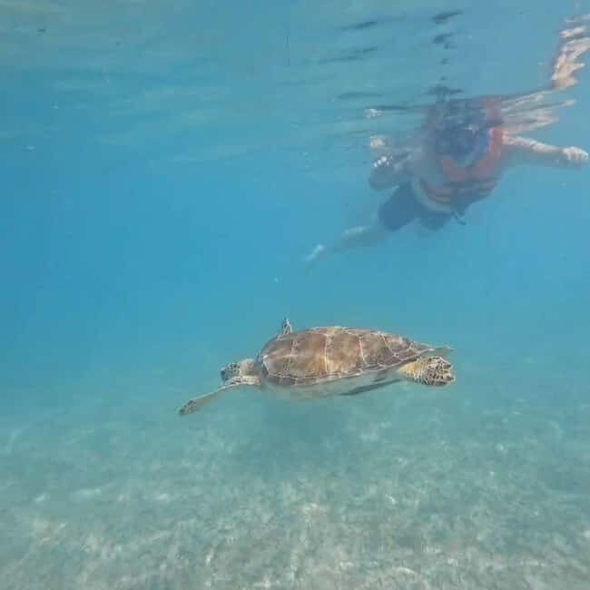 Riviera Maya: Nado con Tortugas, Cenote y Almuerzo mexicano. - The Swim with Turtles in Akumal