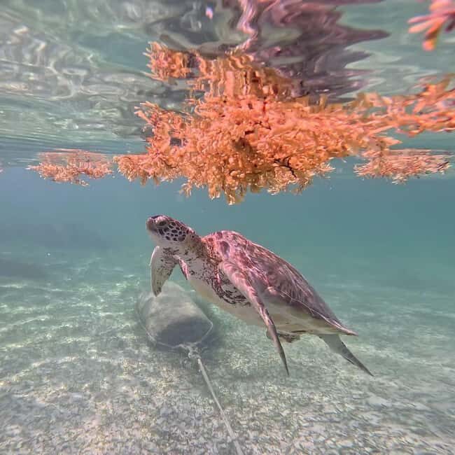 Riviera Maya: Nado con Tortugas, Cenote y Almuerzo mexicano. - Practical Details and Logistics