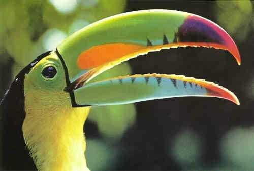 Riviera Maya: Puerto Morelos 4-Hour Bird Watching Tour - Key Points