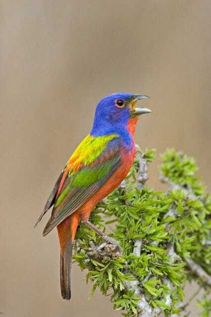 Riviera Maya: Puerto Morelos 4-Hour Bird Watching Tour - An In-Depth Look at the Tour Experience