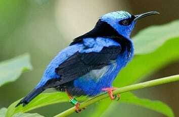 Riviera Maya: Puerto Morelos 4-Hour Bird Watching Tour - Challenges & Considerations