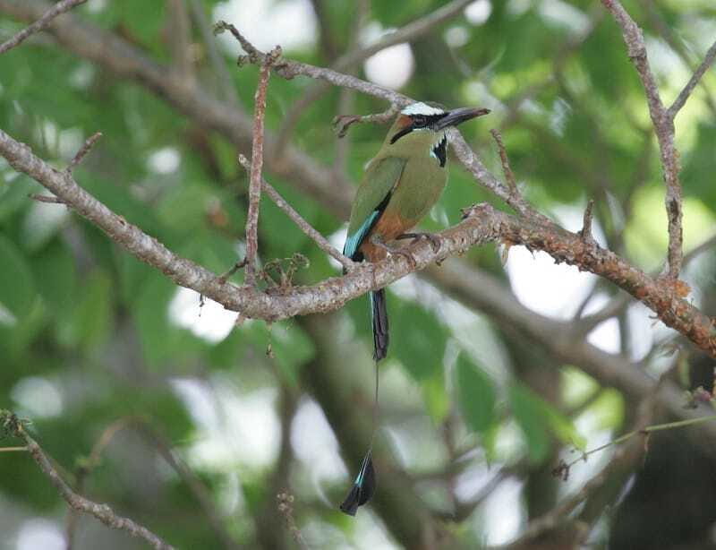 Riviera Maya: Puerto Morelos 4-Hour Bird Watching Tour - Who Should Book This Tour?