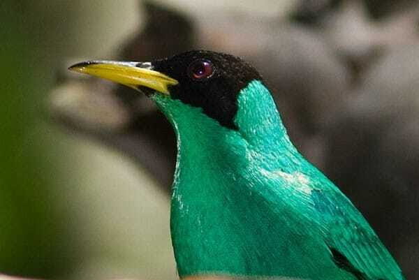 Riviera Maya: Puerto Morelos 4-Hour Bird Watching Tour - FAQ