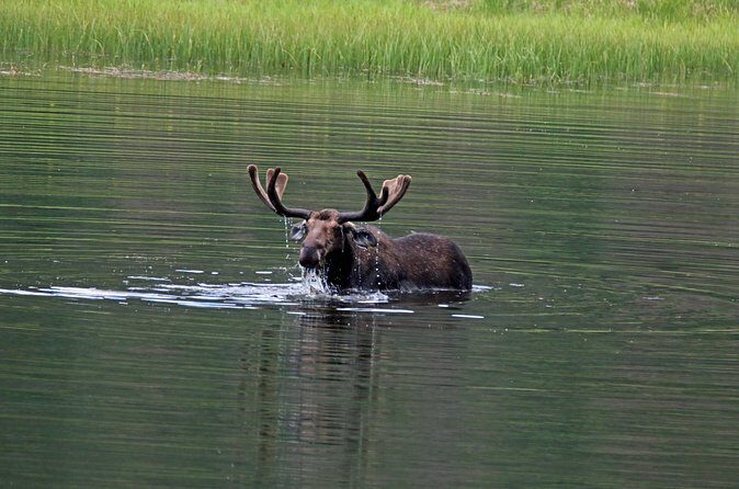 RMNP: Bear Lake Corridor Tour - Why This Tour Is a Good Deal