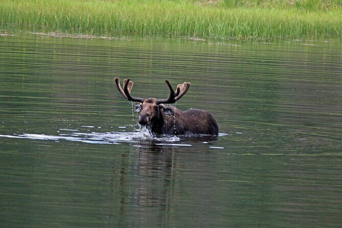 RMNP: Bear Lake Corridor Tour - Real Traveler Insights