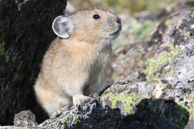 RMNP: Bear Lake Corridor Tour - Practical Details and Tips