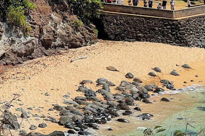 Road To Hana Black Sand Beach Waterfalls & Turtles Tour - Pricing and Value