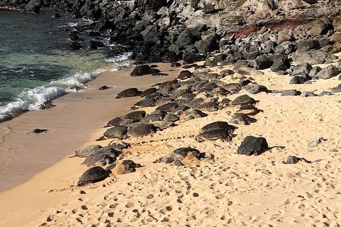 Road to Hana: Full-Day Scenic Drive with Blacksand & Waterfalls - Practical Tips for Travelers