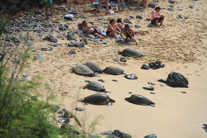 Road to Hana Maui Private Panoramic Tour - In Spanish - Who Should Consider This Tour?