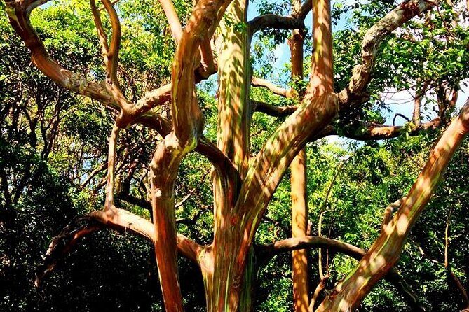 Road to Hana Private Jungle Tour with Lahaina Side pick up - Who Will Treasure This Experience?
